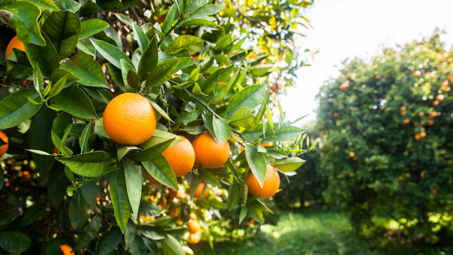 Így termessz otthon madnarin fát! Mutatom a trükköt!