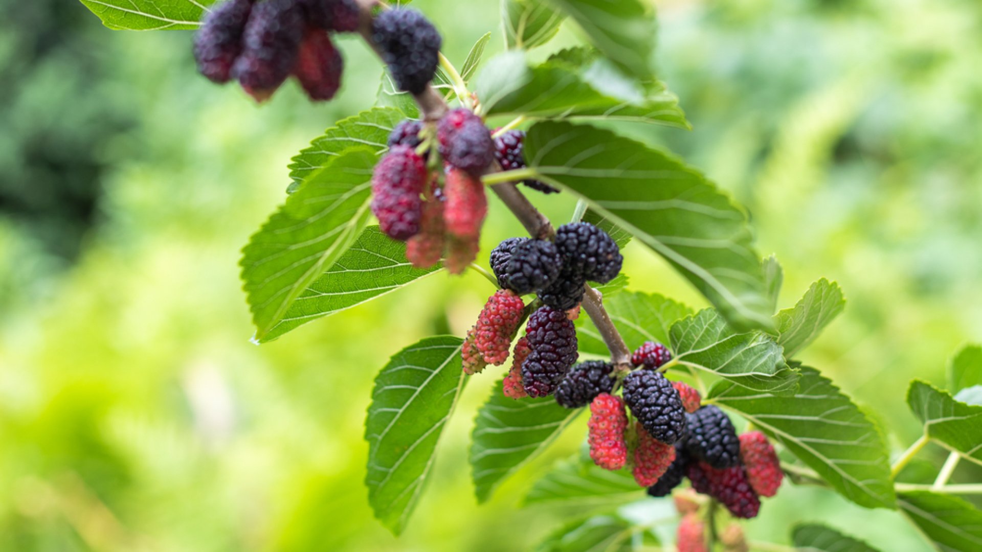 Gyerekkorunk hatalmas kedvence - Az isteni eperfa!