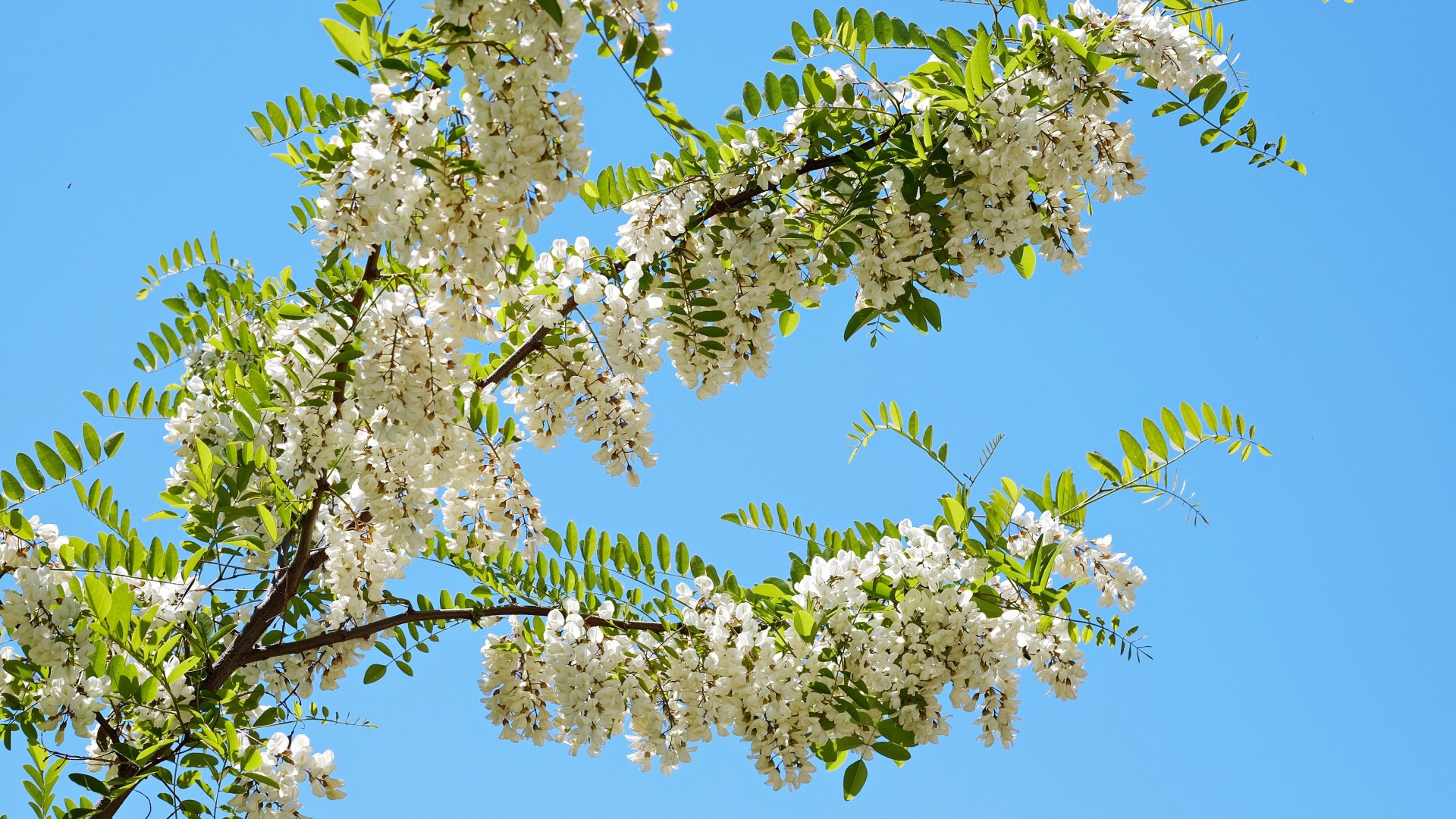 Magyarország Európa legnagyobb akácfa termelője – Az EU kiirtaná a növényt