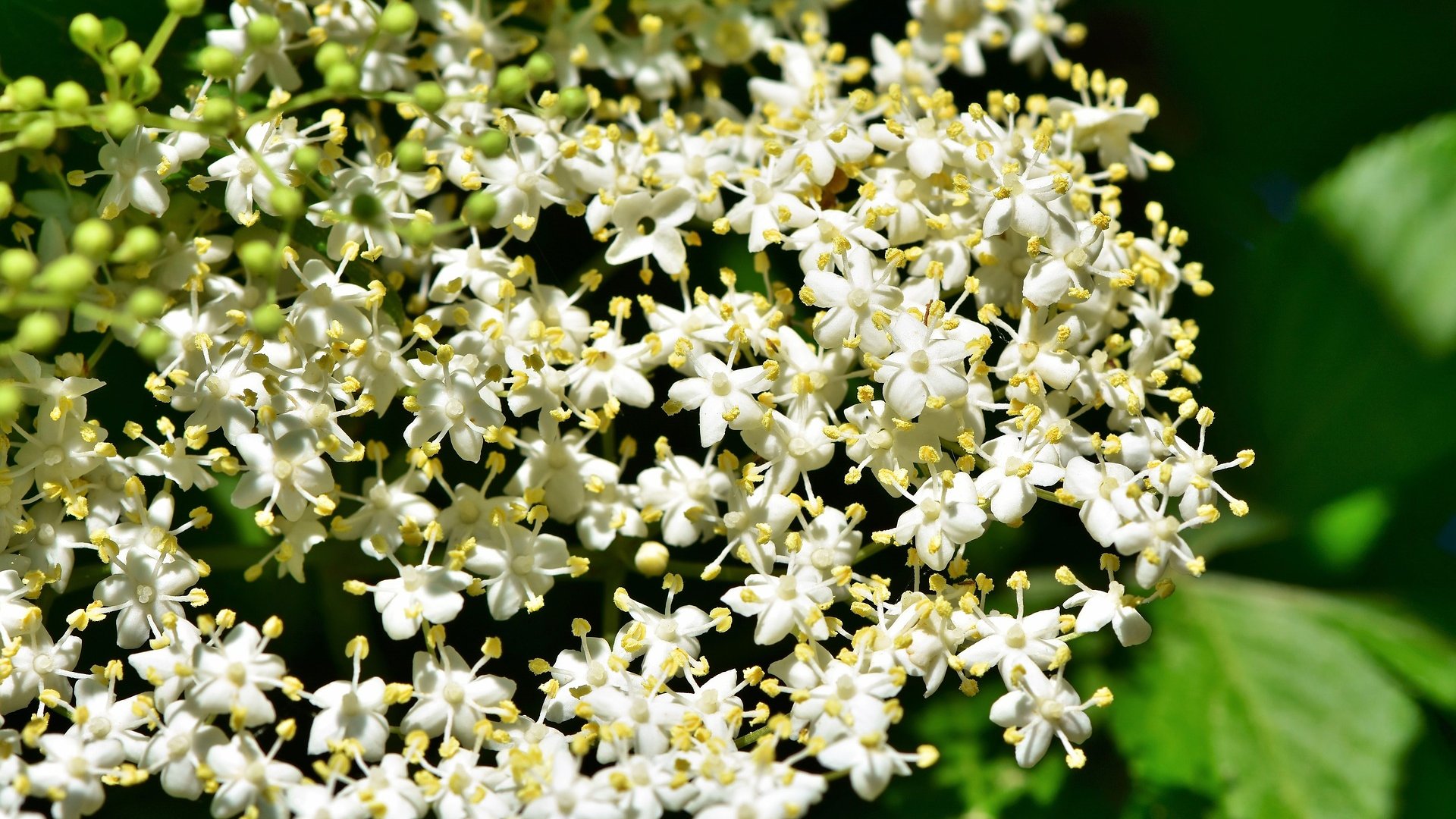 A gyógyító bodza – a bodza bemutatása + receptek bodzával!